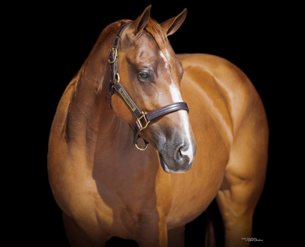 Mare Power - Wolf Livestock