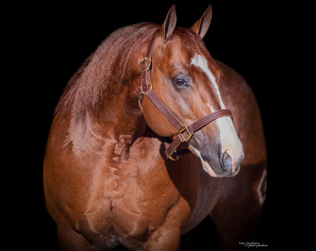 Dual Reyish - Wolf Livestock