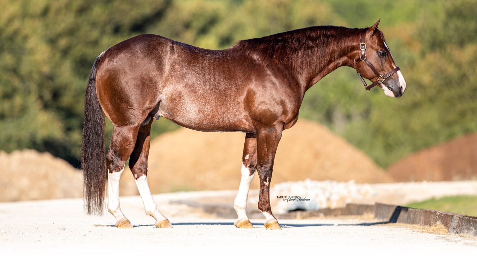 Dual Reyish - Wolf Livestock