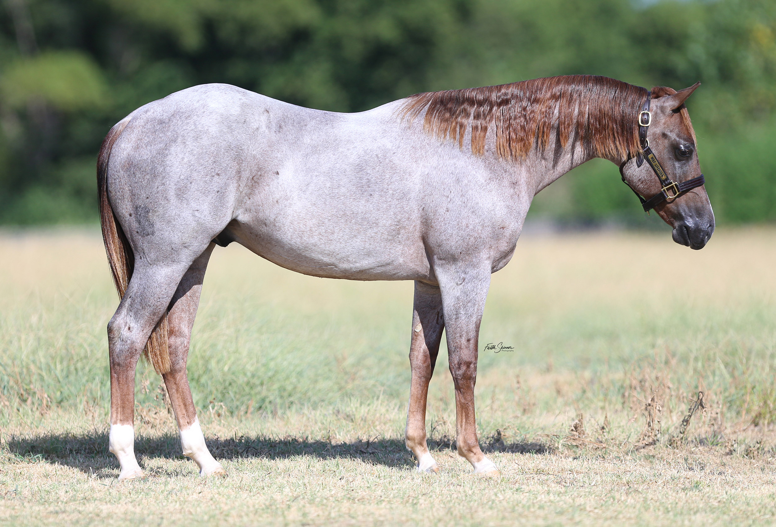 Sale Horses - Wolf Livestock