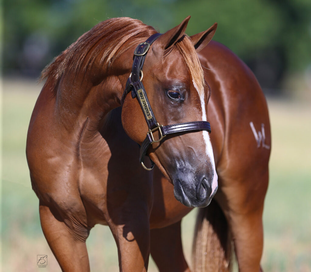 Sale Horses - Wolf Livestock