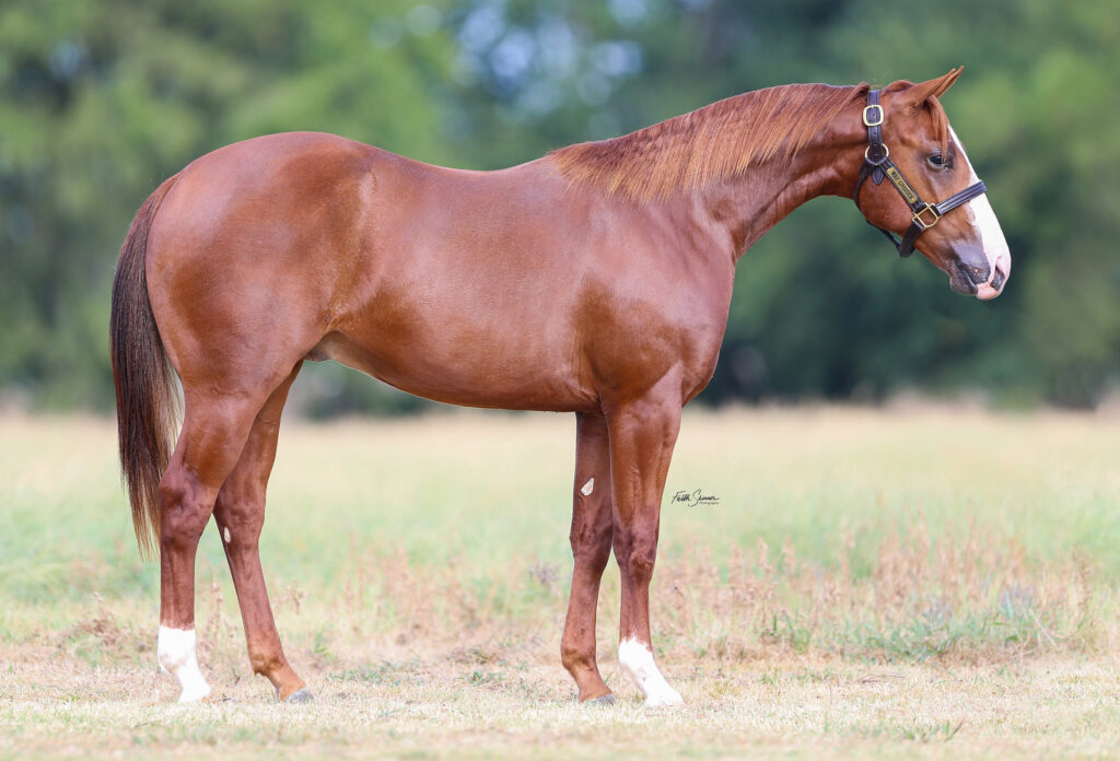 Sale Horses - Wolf Livestock
