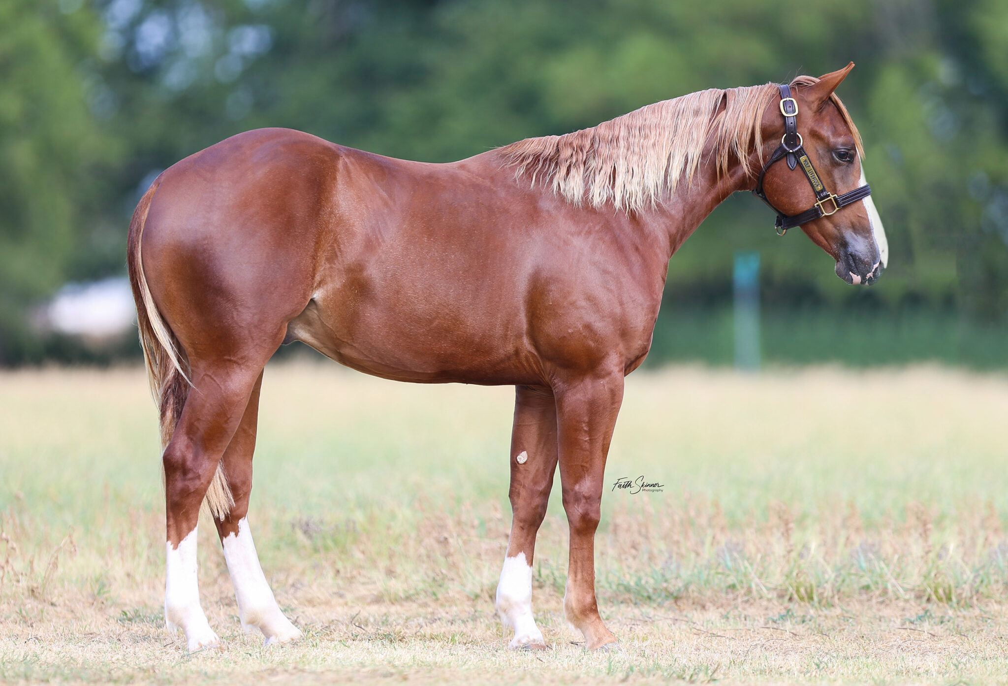Sale Horses - Wolf Livestock