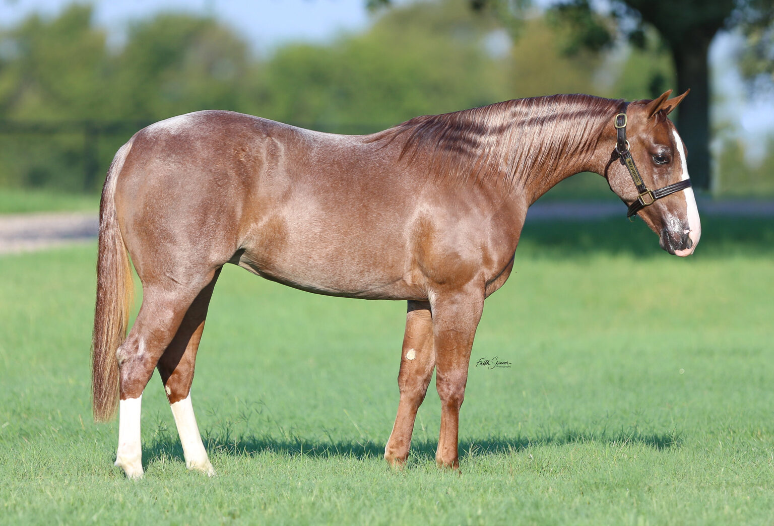 Sale Horses - Wolf Livestock