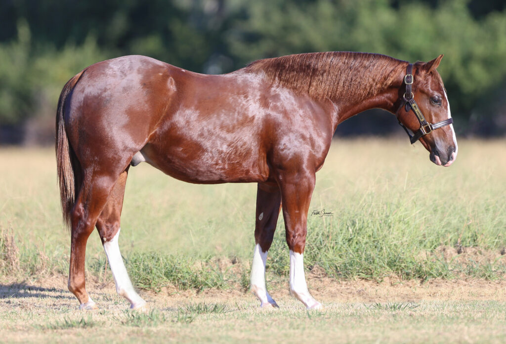 Sale Horses - Wolf Livestock