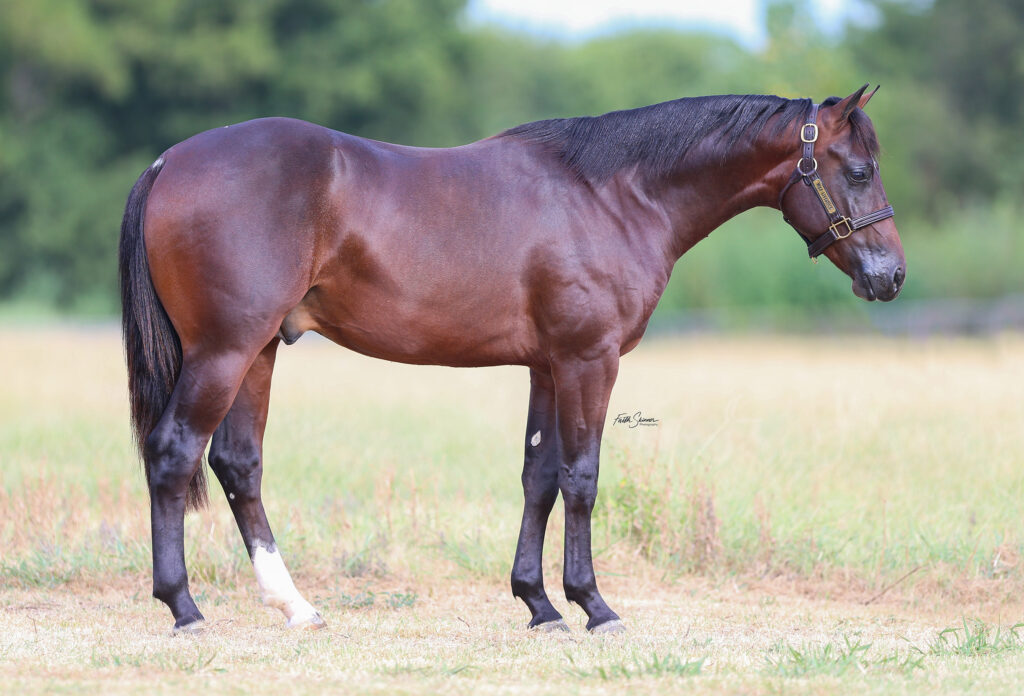 Sale Horses - Wolf Livestock