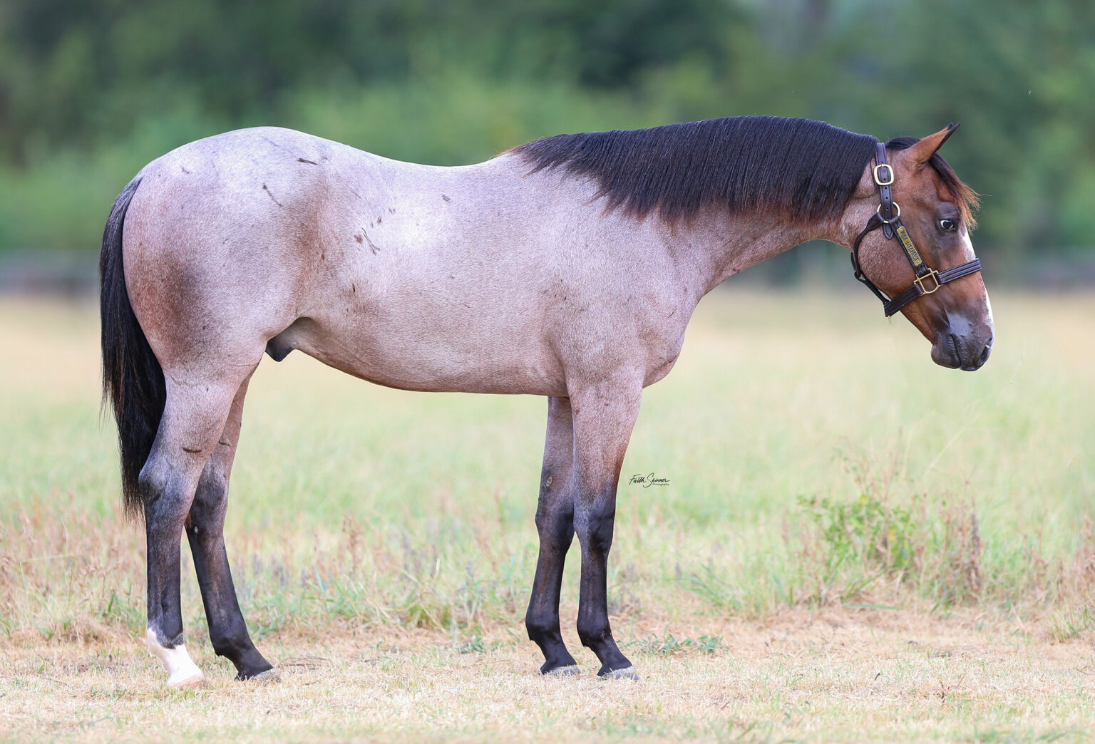 Sale Horses - Wolf Livestock